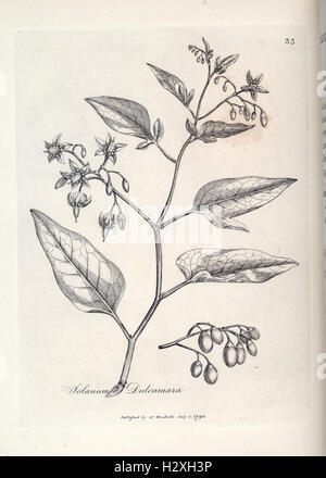 This plate from 'Medical Botany' illustrates various plants used in ...