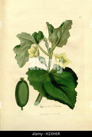 This plate from 'Medical Botany' illustrates various plants used in ...