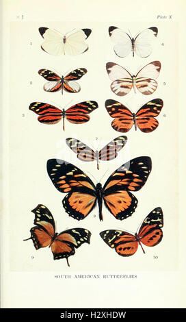 Mimicry in butterflies BHL184 Stock Photo - Alamy