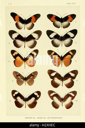 A study of mimicry in butterflies, focusing on the adaptations that ...
