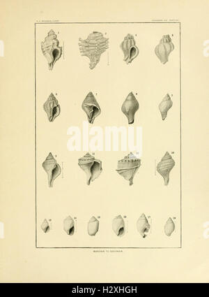 This work provides an analysis of mollusks and crustaceans found in the ...