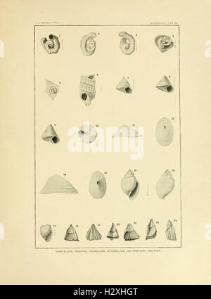 This work provides an analysis of mollusks and crustaceans found in the ...