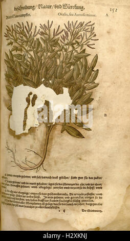 This updated edition of a botanical reference work covers a wide ...