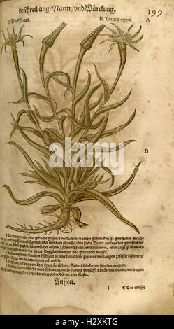 A botanical dictionary detailing various plants, their uses, and ...