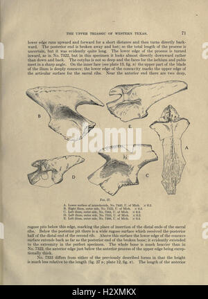 This work presents newly discovered reptiles and stegocephalians from ...