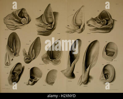 This work focuses on the ear cartilage and outer ear of mammals ...