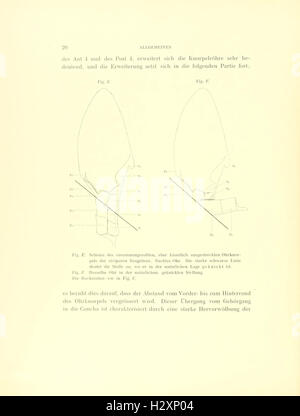 A study on the ear cartilage and external ear structures of mammals ...