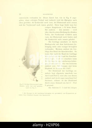 This work explores the cartilage and outer ear structures of mammals ...