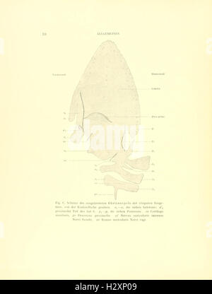 This study examines the cartilage and outer ear structure of mammals ...