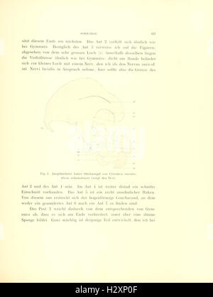 A study on the ear cartilage and external ear structures of mammals ...