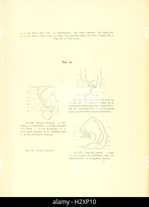 This study examines the cartilage structure and external ear anatomy of ...