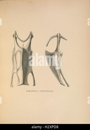 This ornithological compilation includes various studies and findings ...