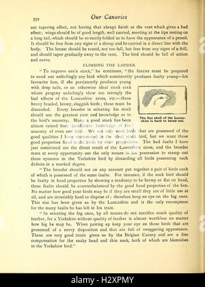 This work offers a detailed description of canary species, their care ...