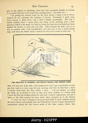 This work focuses on the care and characteristics of canaries ...