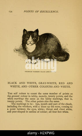 An informative guide to the domestic cat, covering its history ...
