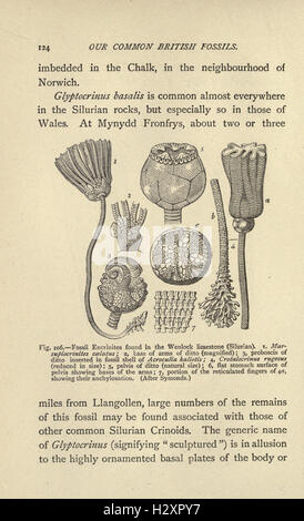This page from *Our Common British Fossils* provides a guide to fossil ...