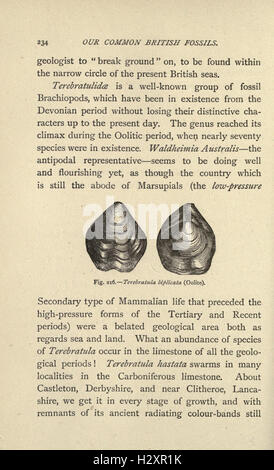 This work provides an overview of common British fossils, including ...