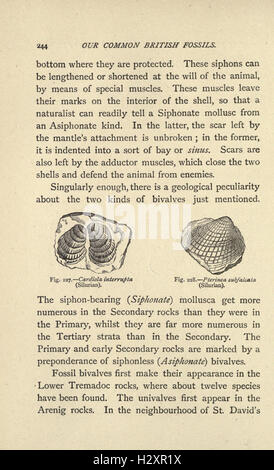 This guide provides information on common British fossils, offering ...