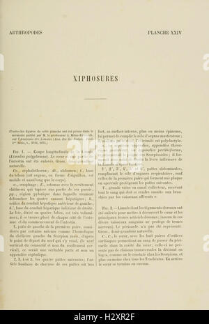 A comparative anatomy atlas describing the structures of invertebrates ...