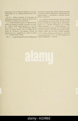 An anatomical atlas detailing the comparative anatomy of invertebrates ...