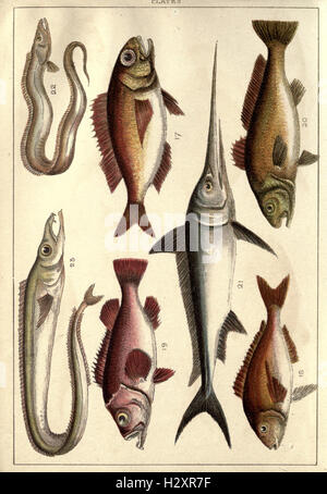 A guide on identifying the fish species of a country, featuring ...