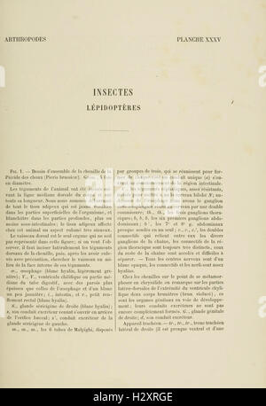 This atlas illustrates the comparative anatomy of invertebrates, with ...