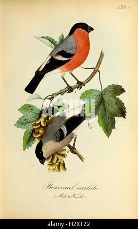 An illustrated guide to Belgian bird species and their eggs, offering a ...