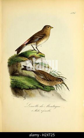 This work illustrates the birds of Belgium and their eggs, specifically ...