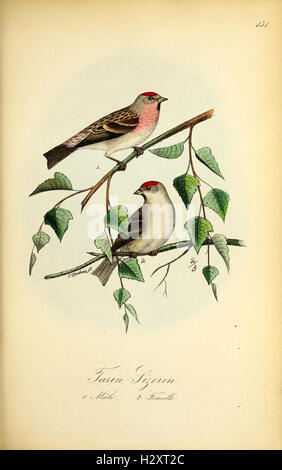 This plate from 'Planches coloriees des oiseaux de la Belgique ...