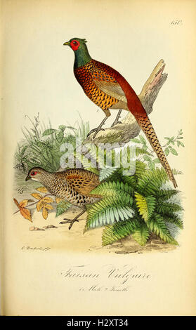 This illustrated work showcases the birds of Belgium and their eggs ...