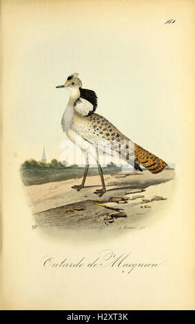 An illustration from 'Planches colorées des oiseaux de la Belgique et ...
