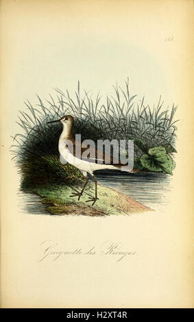 An illustrated work detailing the birds of Belgium and their eggs ...