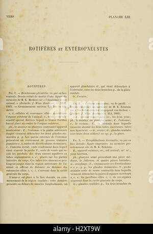 A comparative anatomy atlas describing the structures of invertebrates ...