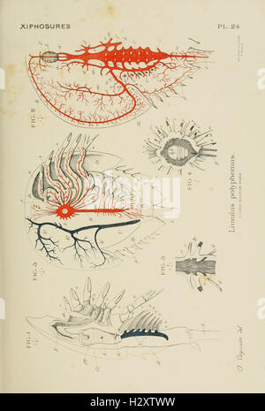 A comparative anatomy atlas illustrating the characteristics of ...