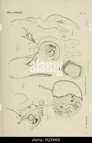 This atlas offers comparative anatomy of invertebrates, showcasing ...