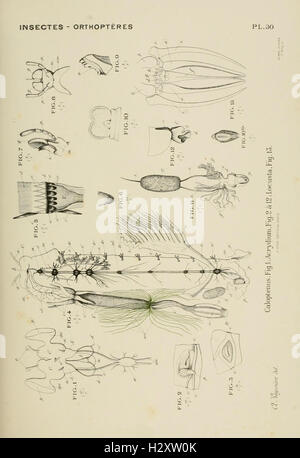 This atlas presents comparative anatomy of invertebrates, with detailed ...