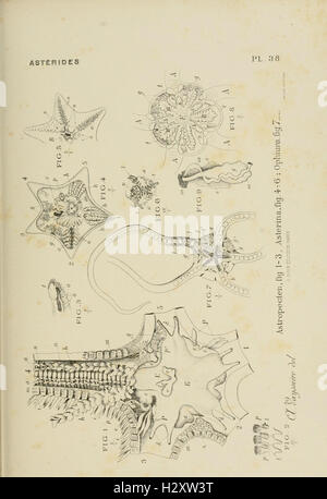 This atlas of comparative anatomy of invertebrates focuses on the ...