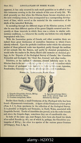 'Siluria' is a historical geological work that focuses on the Silurian ...