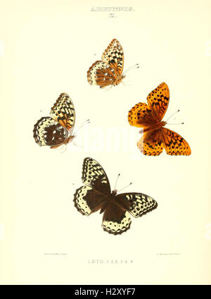 This synopsis details the North American butterflies belonging to the ...
