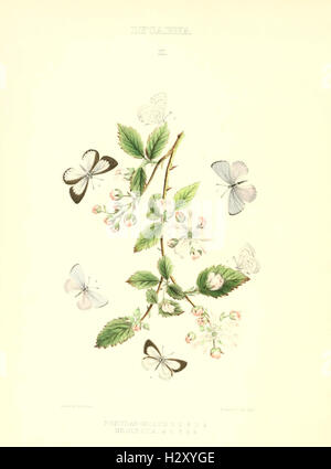 A detailed synopsis of North American butterflies, focusing on the ...