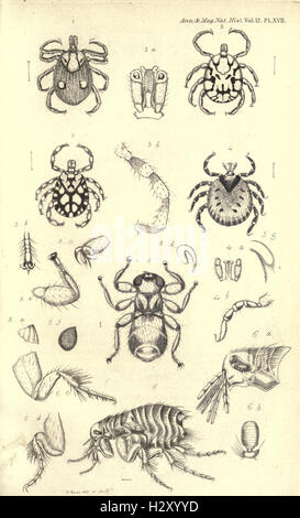 An illustration from 'The Annals and Magazine of Natural History' (1897 ...