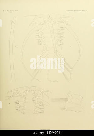 A detailed illustration of the Polychaeta, a class of annelid worms ...