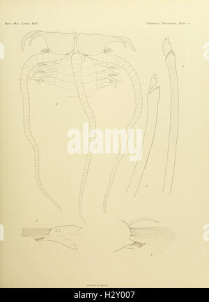 'The Annelida Polychaeta' focuses on the polychaete worms, detailing ...