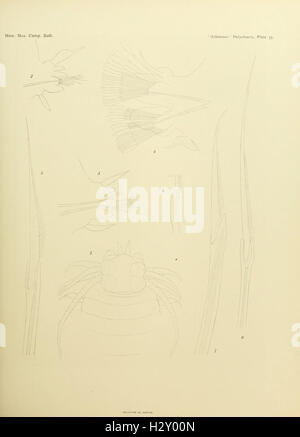 This work provides a detailed study of the Polychaeta class of annelid ...