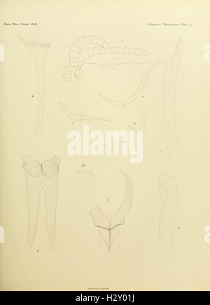 This plate presents detailed illustrations of Polychaeta, a class of ...