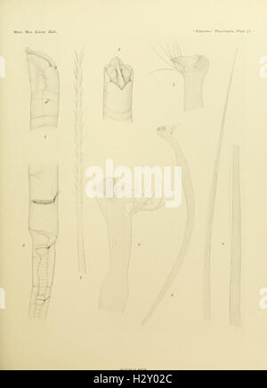 Earthworm anatomy illustration Stock Photo - Alamy