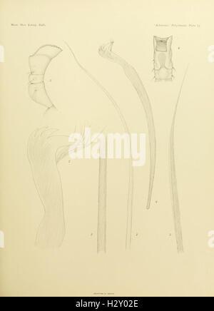 This plate illustrates the diverse species of Polychaeta, a class of ...