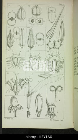 The British flora (Tab. III Stock Photo - Alamy