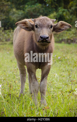 Big Buffalo and Little Brown Buffalo Cub In Natural Farm Stock Photo ...