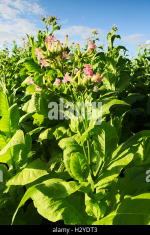 Close up of blossoming tobacco plants in field. Tobacco big leaf crops ...